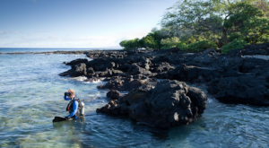 Puako Bay Hawaii - Everything To Know About This Beach - Visit Our Blog ...